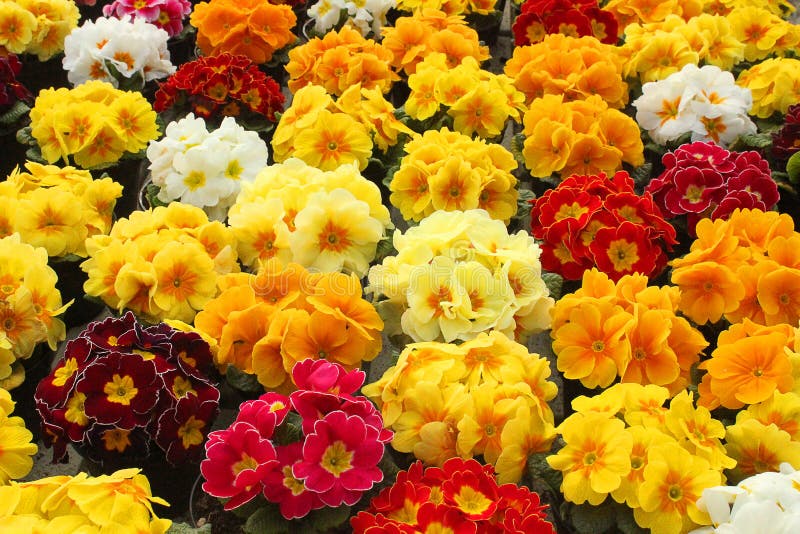 Primrose of Different Colors Stock Photo - Image of colors, petals ...