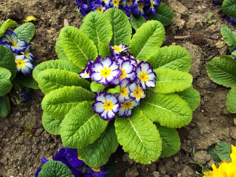 Primrose Flower on Bed in Garden Stock Photo - Image of green, flower ...
