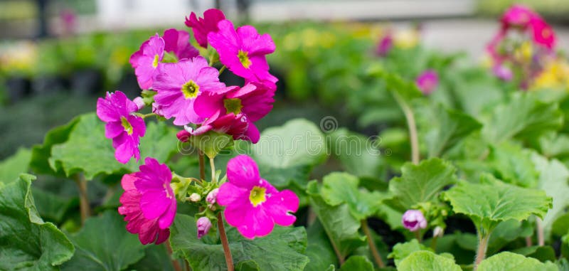 Primrose flower closeup stock image. Image of blossom - 22765269
