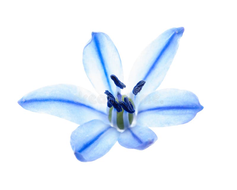 Primrose flower stock image. Image of concept, flower - 30576411