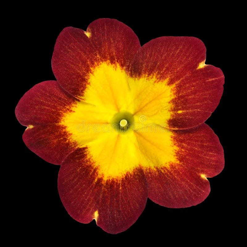 Red and Yellow Primrose Flower Isolated Stock Image - Image of beauty ...