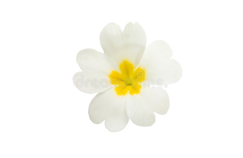 Primrose flower isolated stock photo. Image of wildflower - 172782770