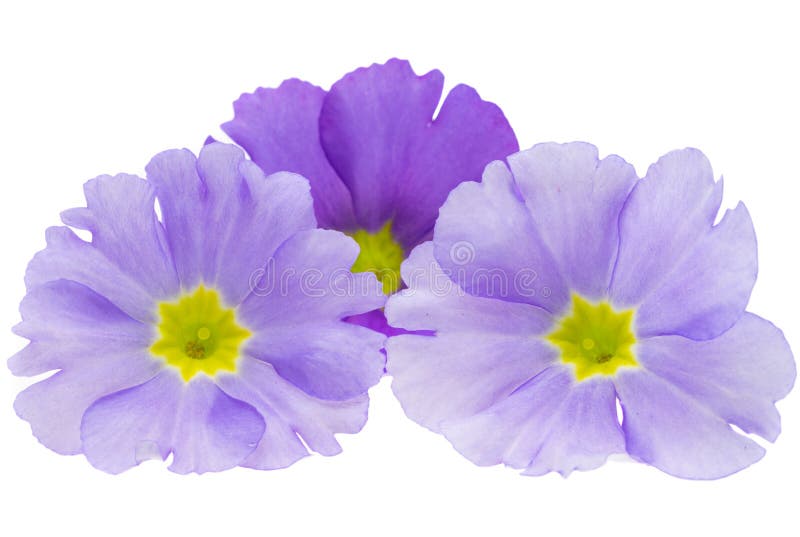 Primrose flower isolated stock image. Image of background - 215712817