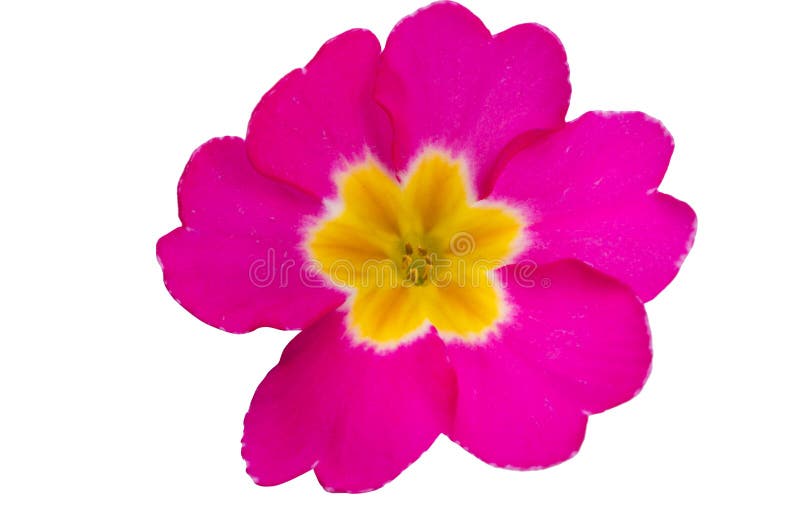 Primrose flower isolated stock image. Image of background - 246047965