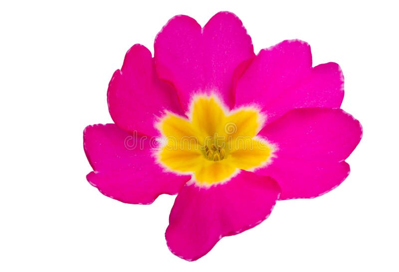 Primrose flower isolated stock photo. Image of rosa - 246047980