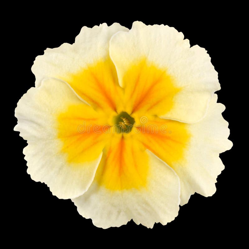 White Primrose Flower with Yellow Center Isolated Stock Image - Image ...