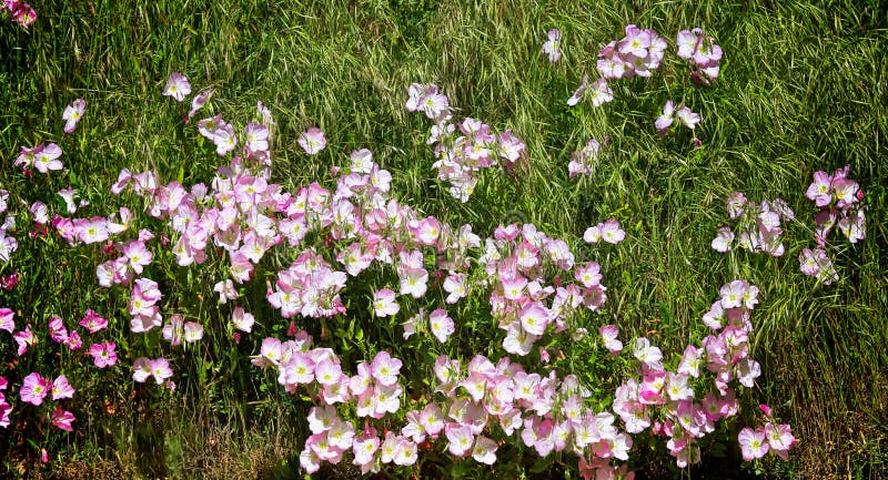Primrose flower patch stock image. Image of flower, green - 200454675