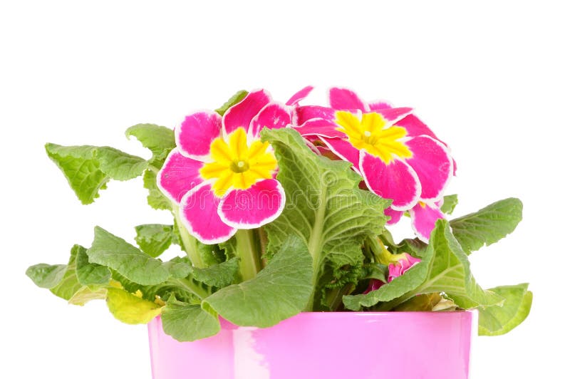 Primrose in flower pot stock photo. Image of season, nature - 23888932