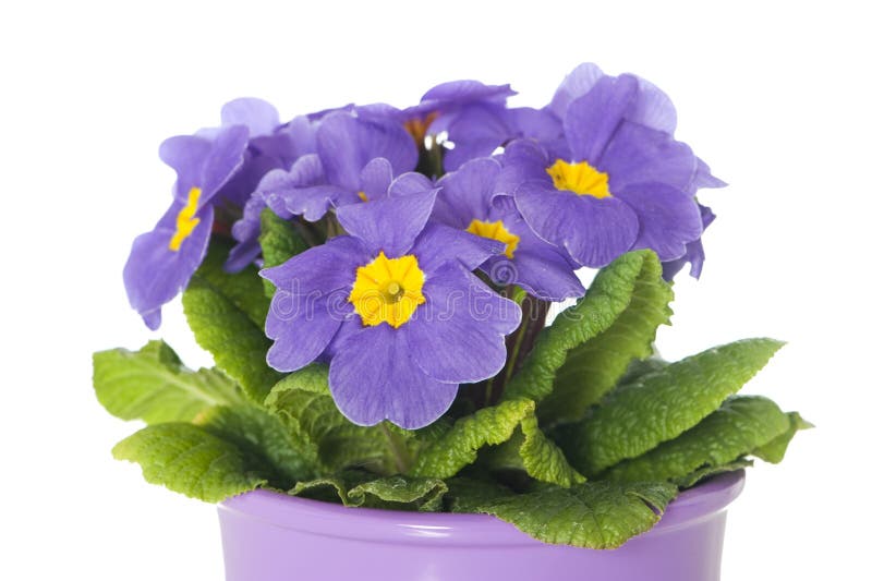 Primrose in flower pot stock image. Image of happy, plant - 24540137