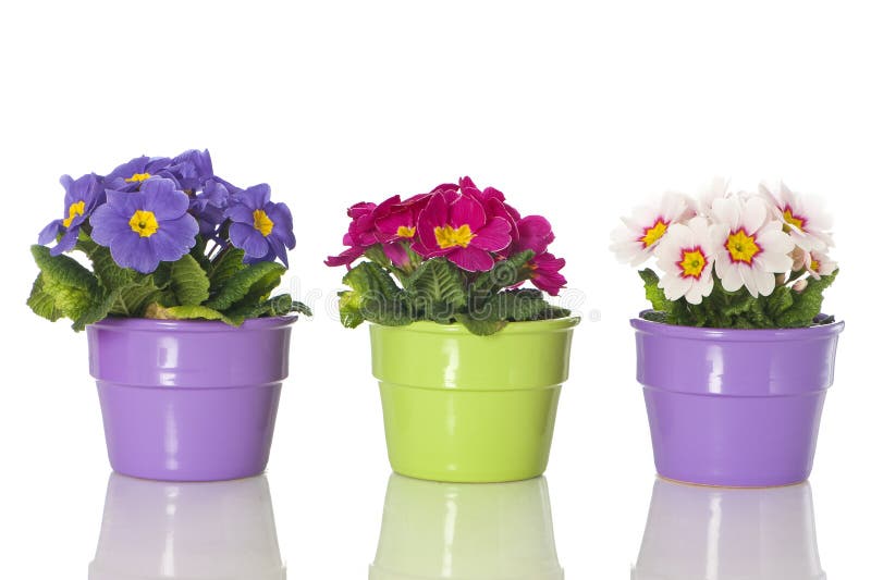 Primrose Flower and Bud (primula Vulgaris) Stock Photo - Image of ...