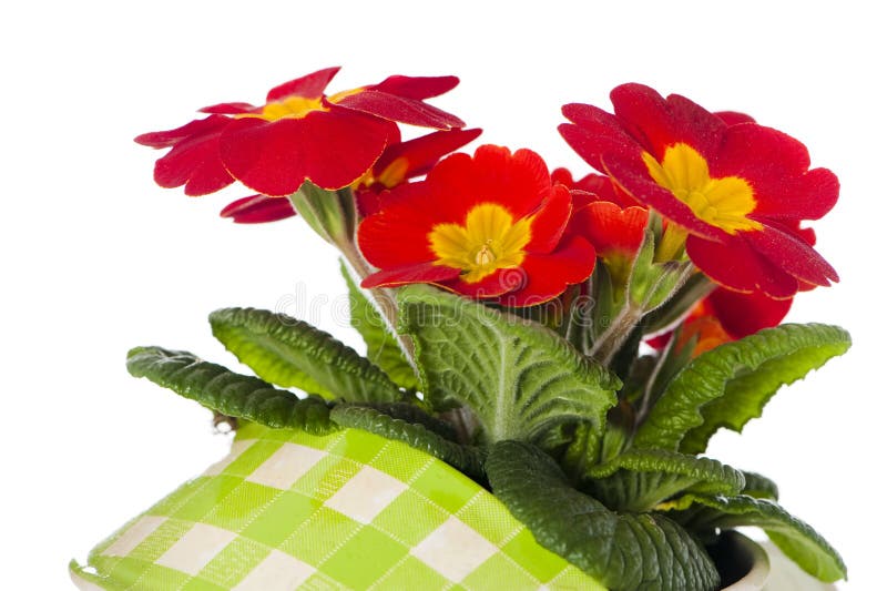 Primrose in flower pot stock photo. Image of decoration - 24540434