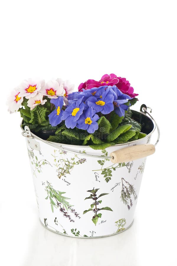 Primrose in flower pot stock image. Image of easter, fresh - 24540505