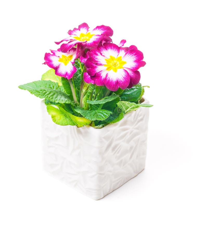 Primrose in Flower Pot Holder Stock Photo - Image of early, happy: 50376834