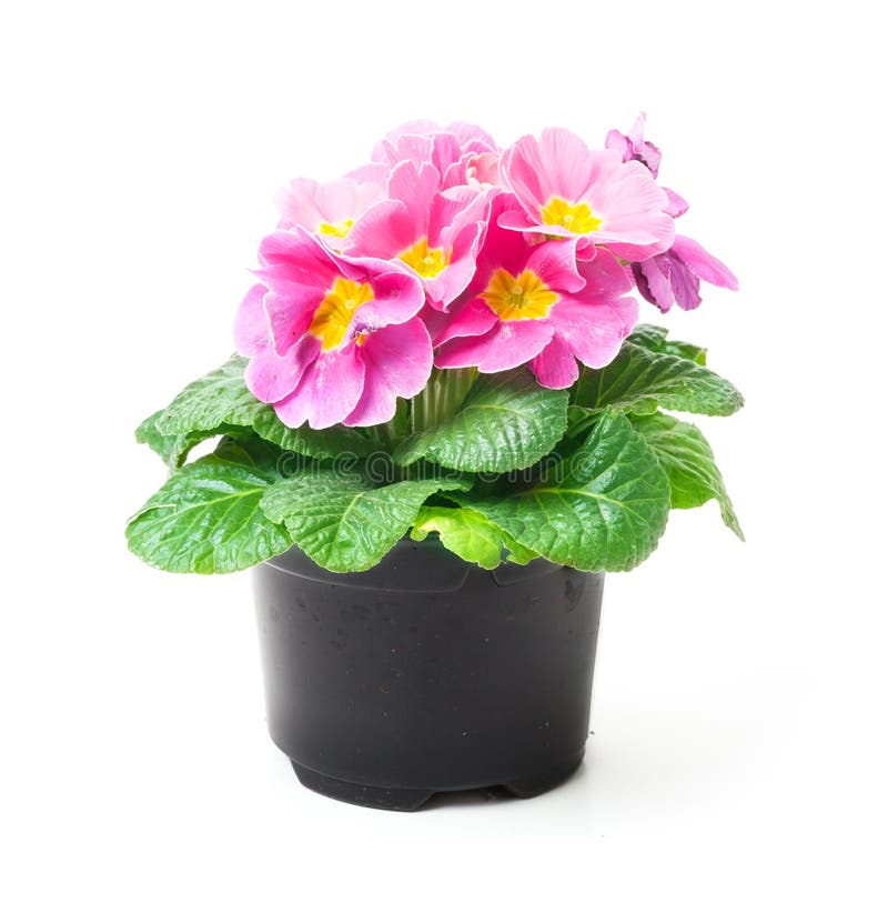 Primrose in flower pot stock image. Image of blossoms - 65685075