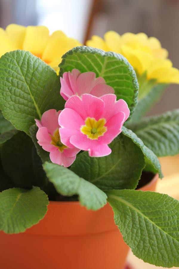 Primrose flower in pot stock image. Image of vulgaris - 50895583