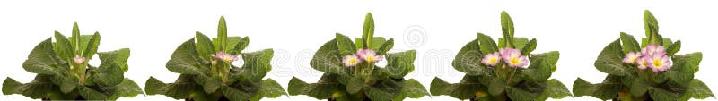 Primrose Flower Series stock photo. Image of growing - 50361514