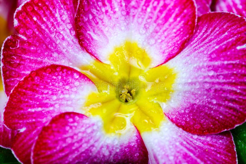 Primrose flower stock photo. Image of full, single, head - 30324414