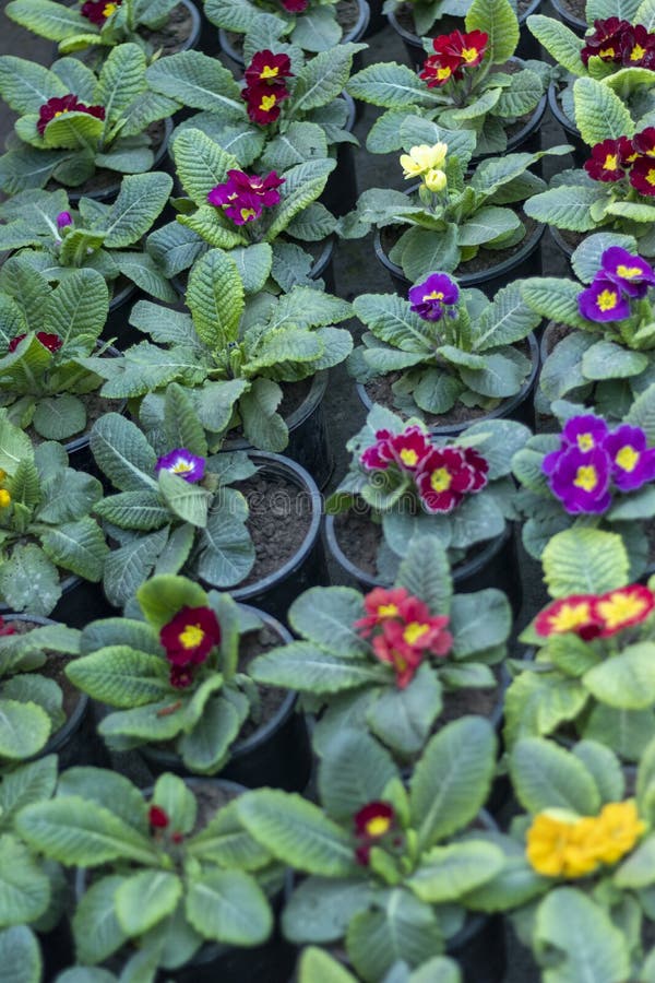 Primrose Flowering Plants in Small Pots Stock Photo - Image of ...