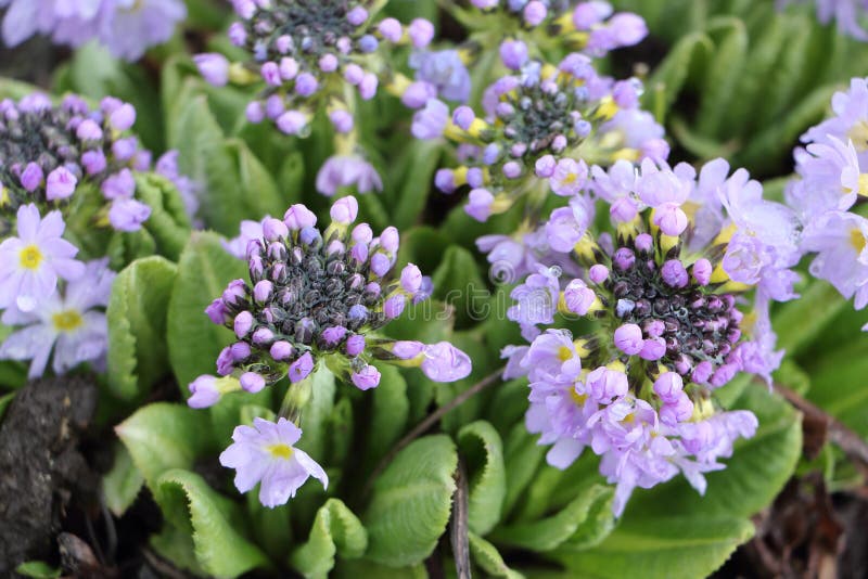 Primrose Flowers Blooming in the Spring Stock Image - Image of ...