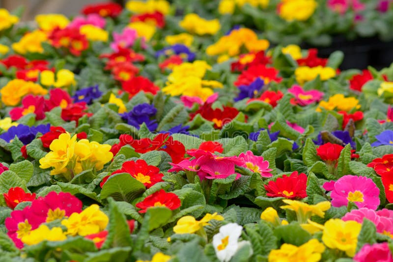 Primrose flowers stock image. Image of green, primrose - 52497931