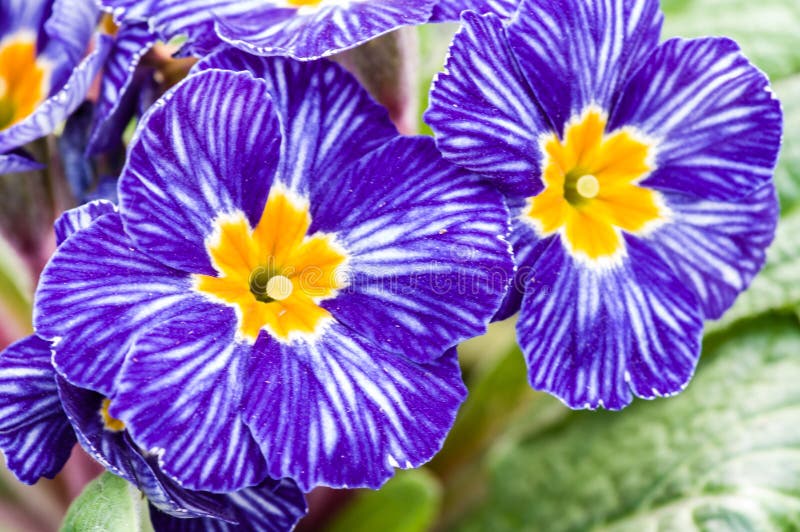Primrose Flowers with Blue Stripes Stock Image - Image of flowers ...