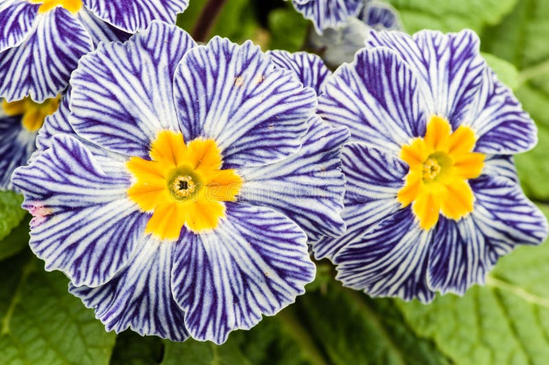 Primrose Flowers with Blue Stripes Stock Photo - Image of blooming ...