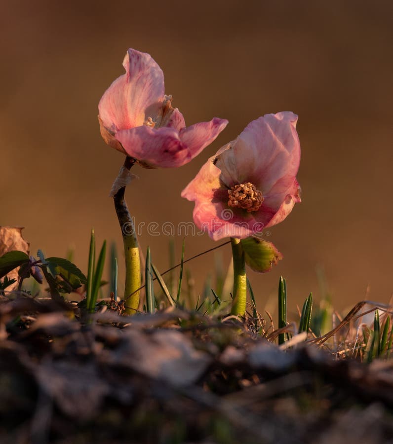 Primrose Flowers in the Forest Stock Image - Image of green, primrose ...