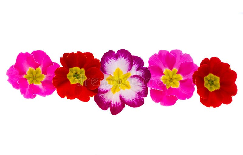Primrose flowers isolated stock image. Image of flora - 311487919