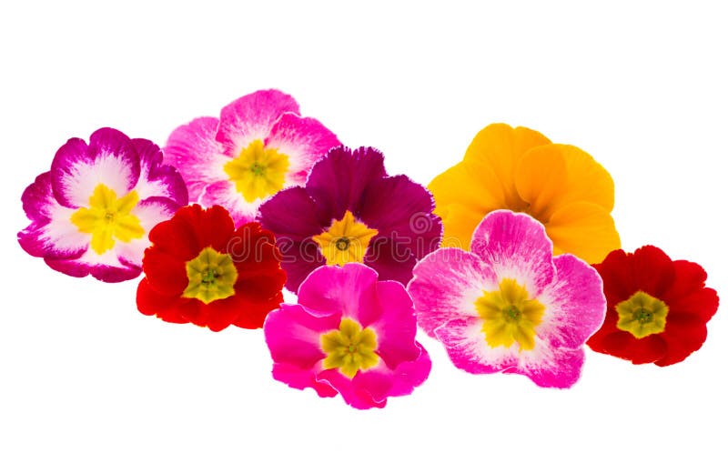 Primrose flowers isolated stock image. Image of plant - 311487931