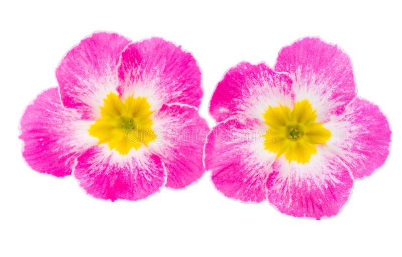 Primrose flowers isolated stock image. Image of nature - 311487939