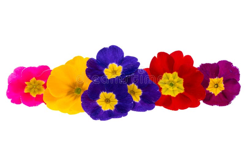 Primrose flowers isolated stock photo. Image of garden - 312383030