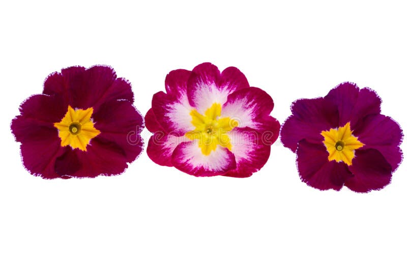 Primrose flowers isolated stock image. Image of spring - 312383041