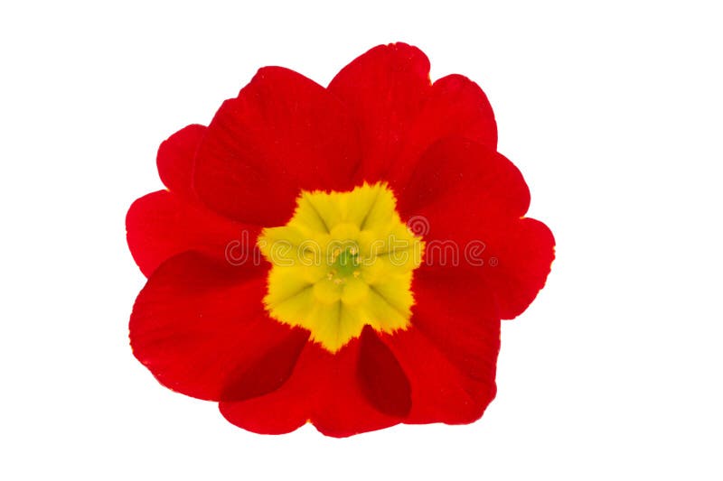 Primrose flowers isolated stock photo. Image of leaves - 312383054