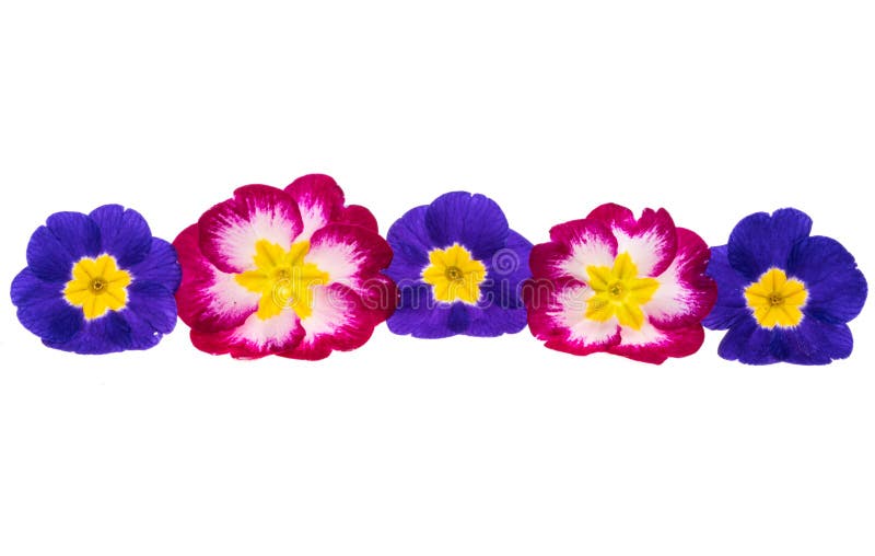 Primrose flowers isolated stock photo. Image of bright - 317156378