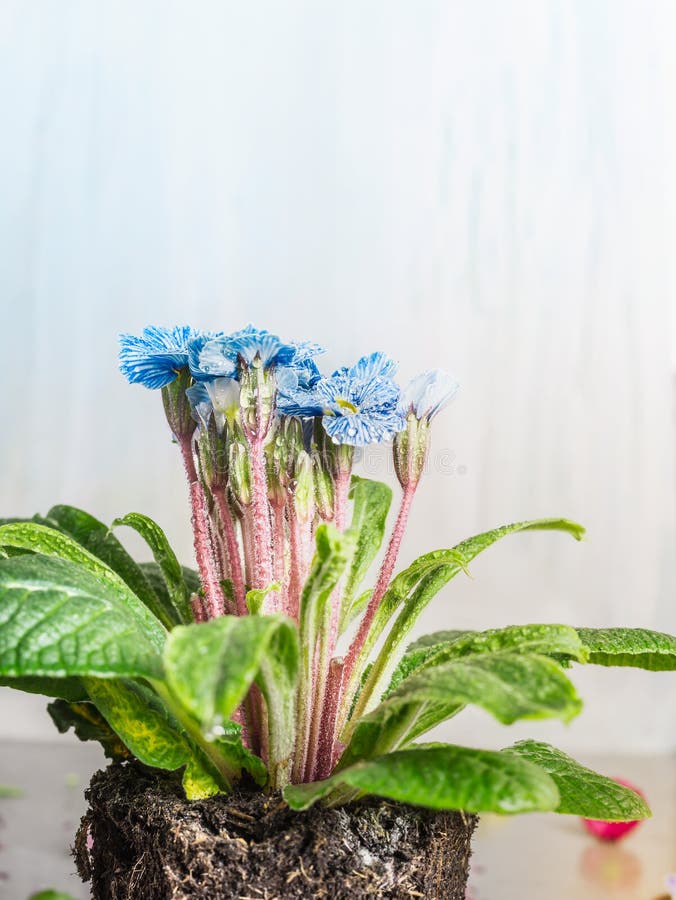 Primula Zebra Blue stock photo. Image of perennial, blooming - 38665246