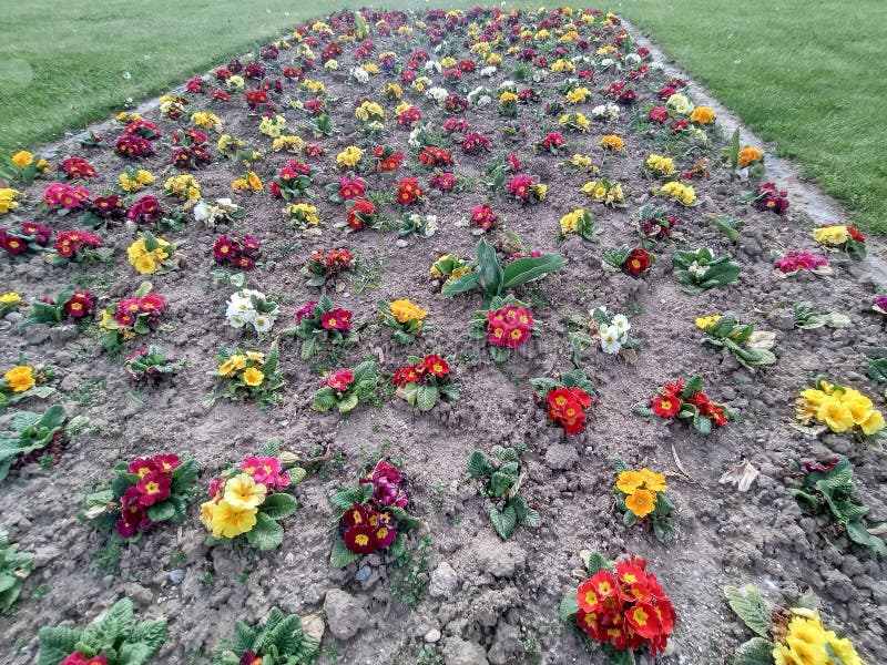 Primrose Flowers in the Park - Primula Polyantha Stock Image - Image of ...