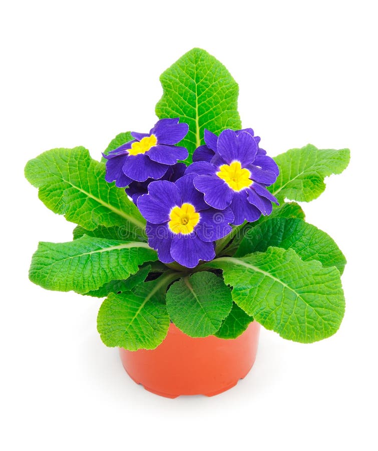 Primrose flowers in a pot stock image. Image of blooming - 270443915