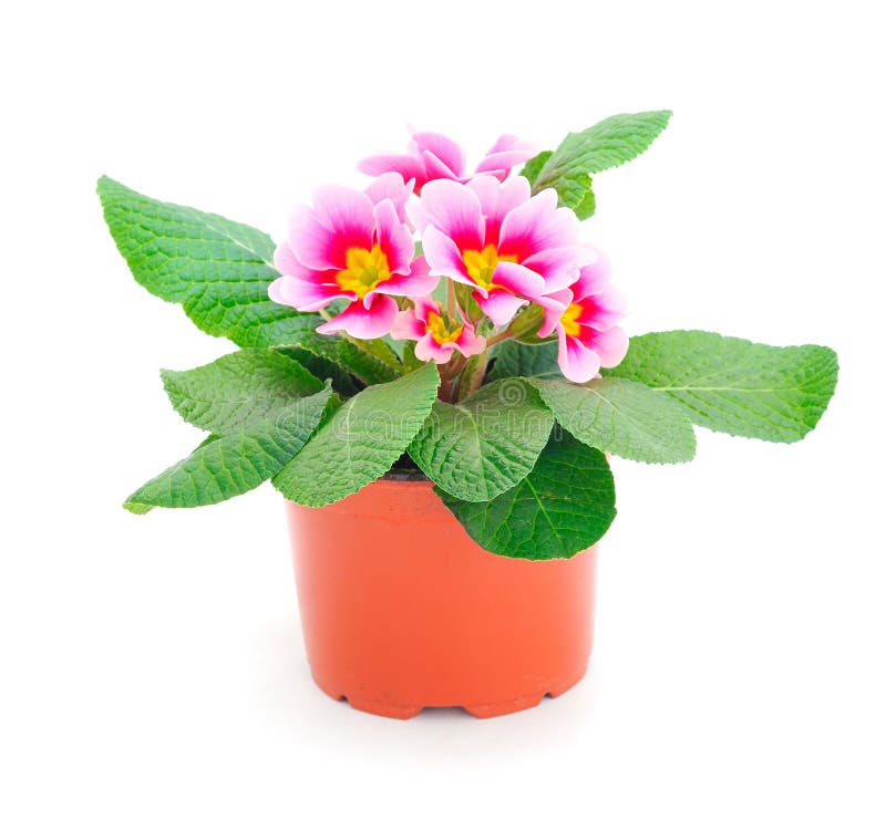 Primrose flowers in a pot stock photo. Image of green - 313343192