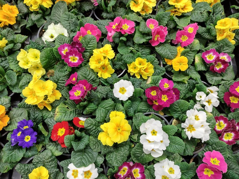 Primrose Flowers - Primula Polyantha - Natural Stock Photo - Image of ...