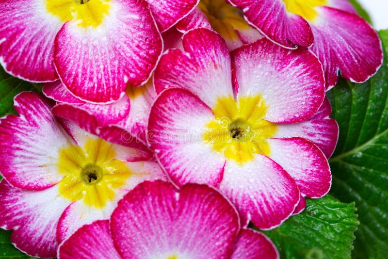 Primrose flowers stock image. Image of spring, plant - 30842729