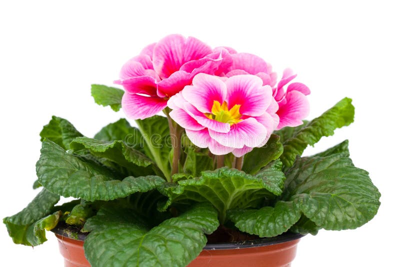 Primrose flowers stock photo. Image of shot, head, freshness - 40801804