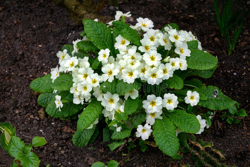 Primrose Flowers with White Flowers Blooming in Early Spring. Stock ...