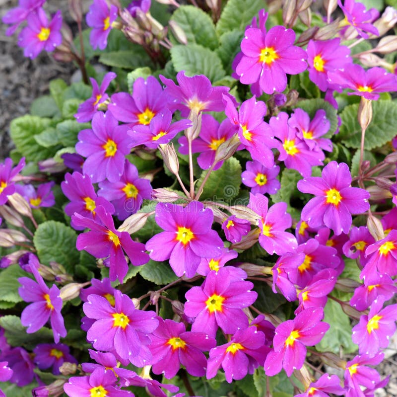 Primrose stock photo. Image of macro, spring, flora, violet - 81638522