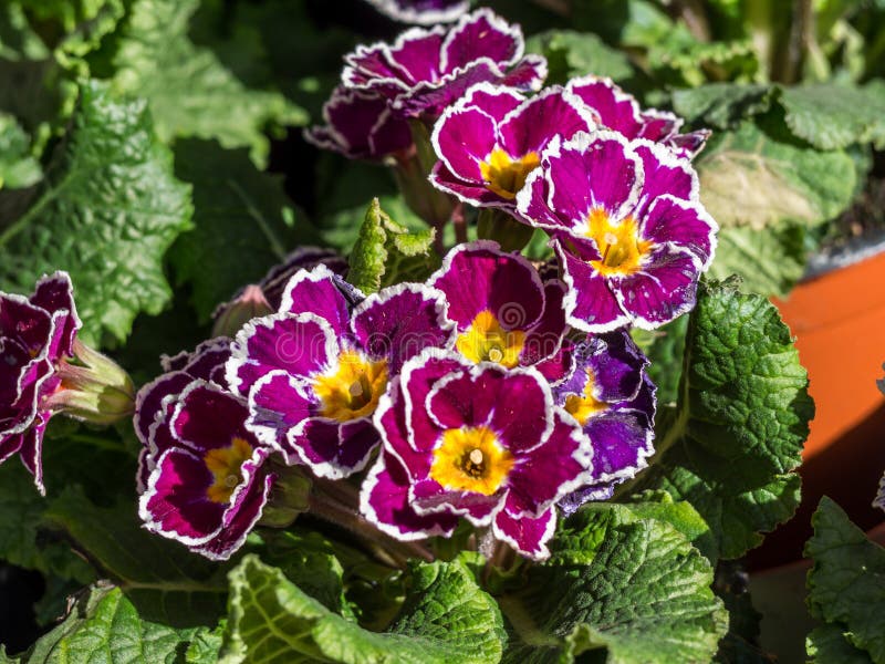 Primrose hybrid in spring stock photo. Image of paper - 194900036