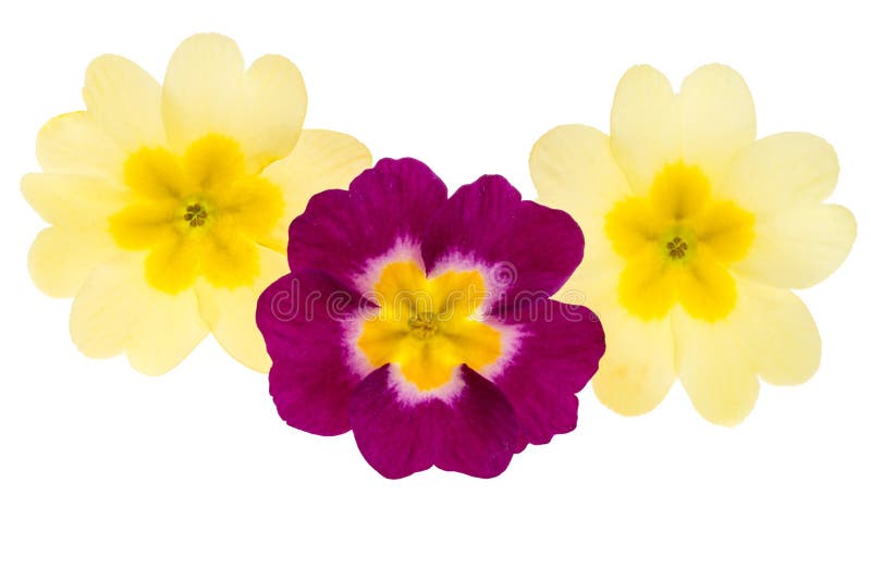 Primrose isolated stock image. Image of floral, bouquet - 307094459