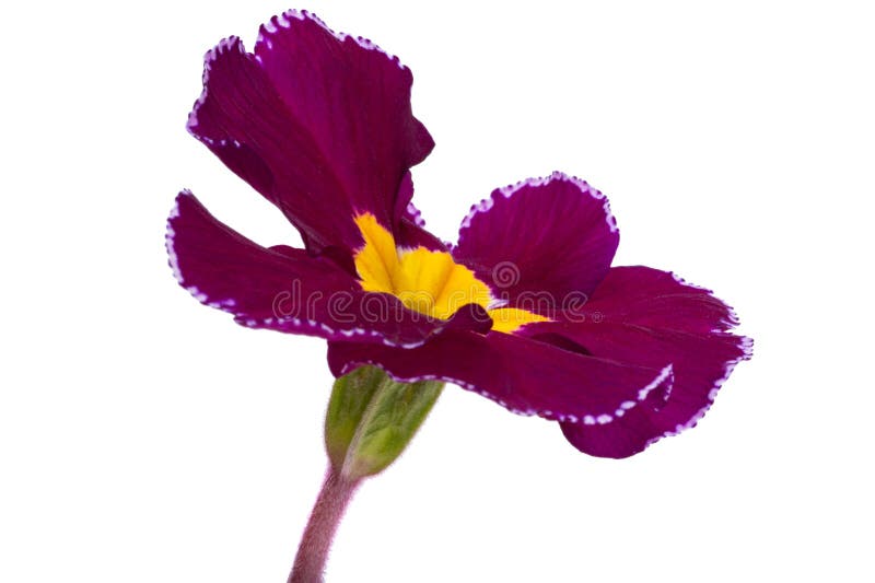 Primrose isolated stock image. Image of green, macro - 309892739