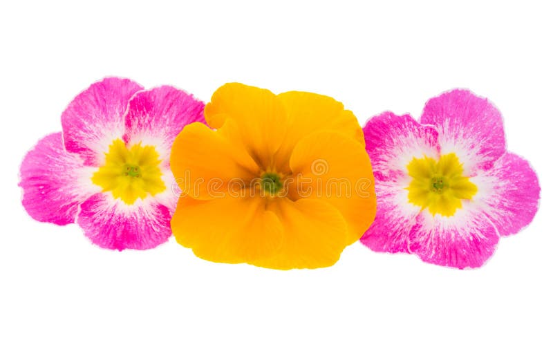 Primrose isolated stock photo. Image of springtime, petal - 309893014