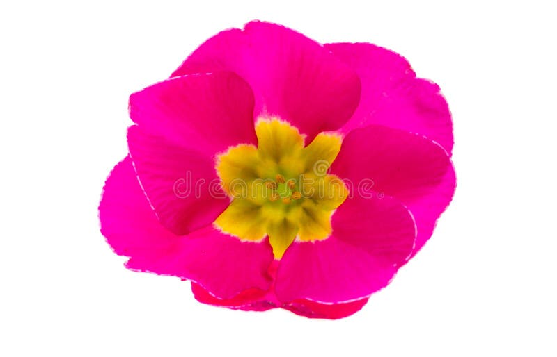 Primrose isolated stock image. Image of blooming, primulaceae - 336184037