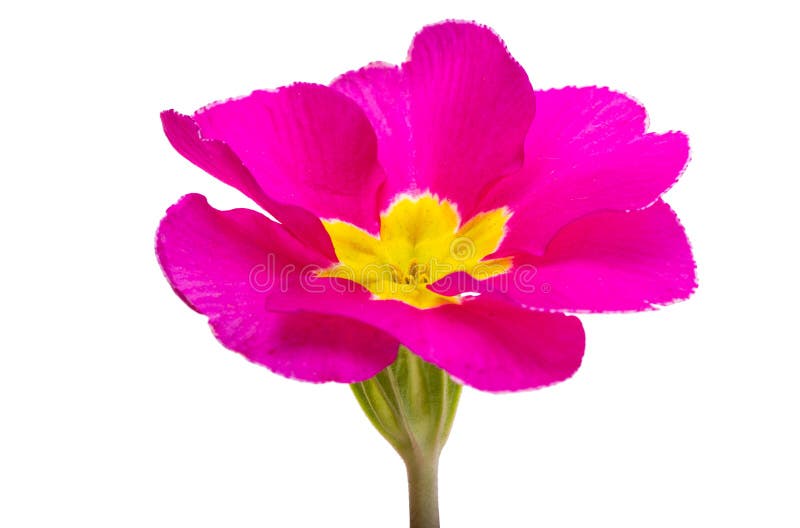Primrose isolated stock photo. Image of color, tropical - 336184042