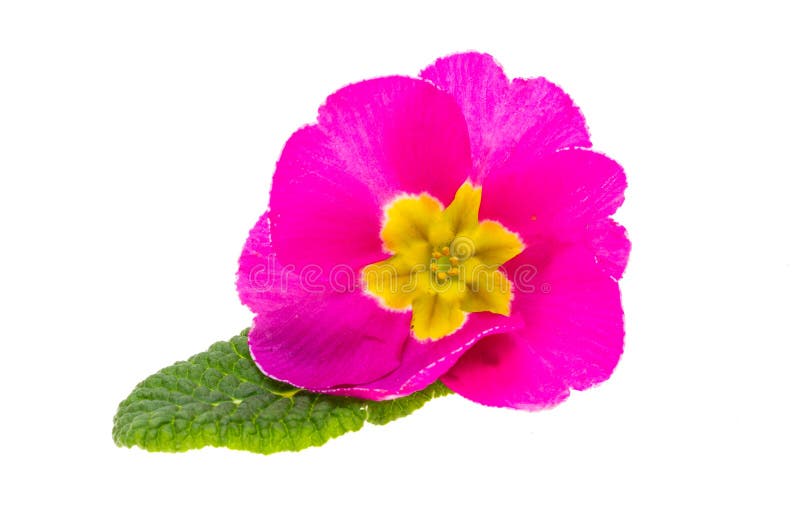 Primrose isolated stock image. Image of pink, fragrance - 336184045